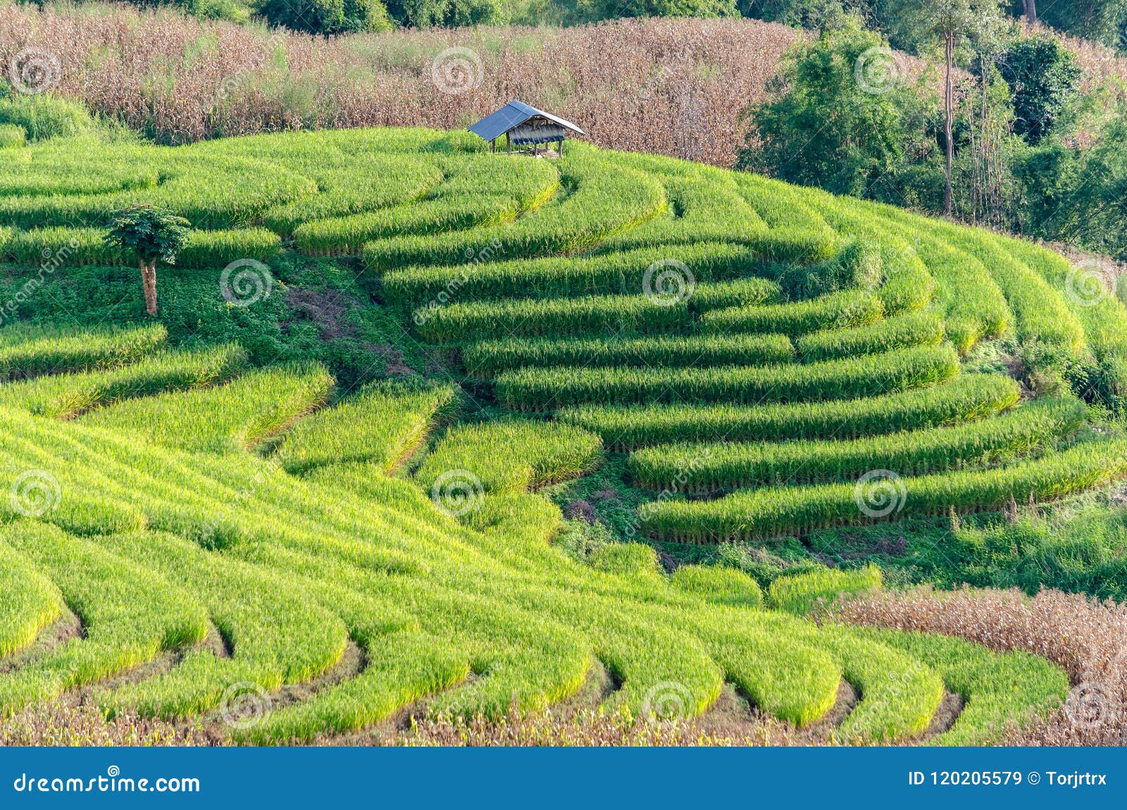 Rice Field Terrace, Agriculture Terrace on Hills. Stock Image - Image ...