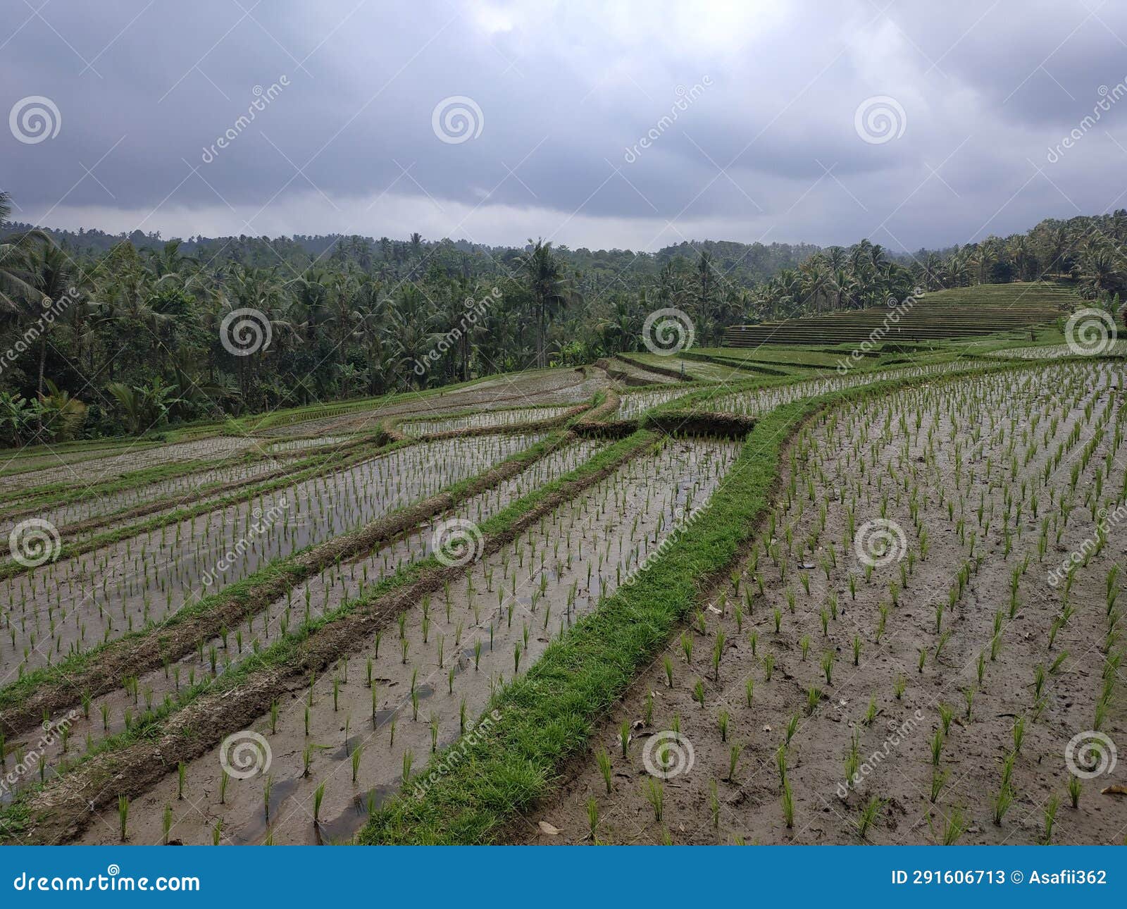 Rice Field Terrace Coconut Tree Stock Image - Image of coconut, rice ...