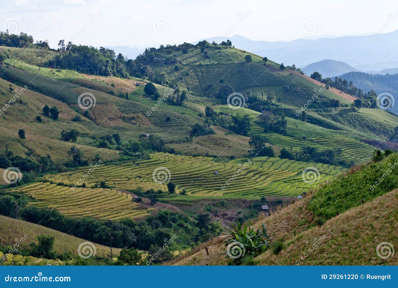 Rice Field on Terraced Mountain. Stock Photo - Image of local ...