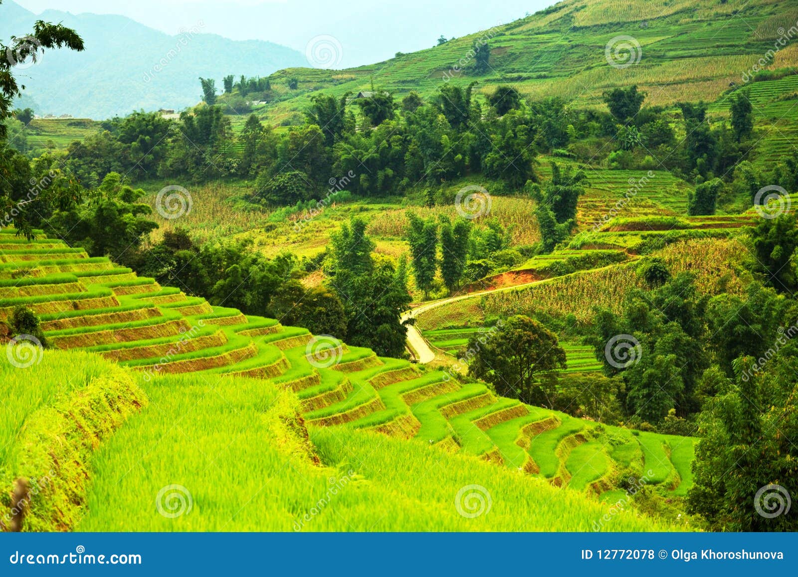 Rice field terraces stock photo. Image of irrigation - 12772078