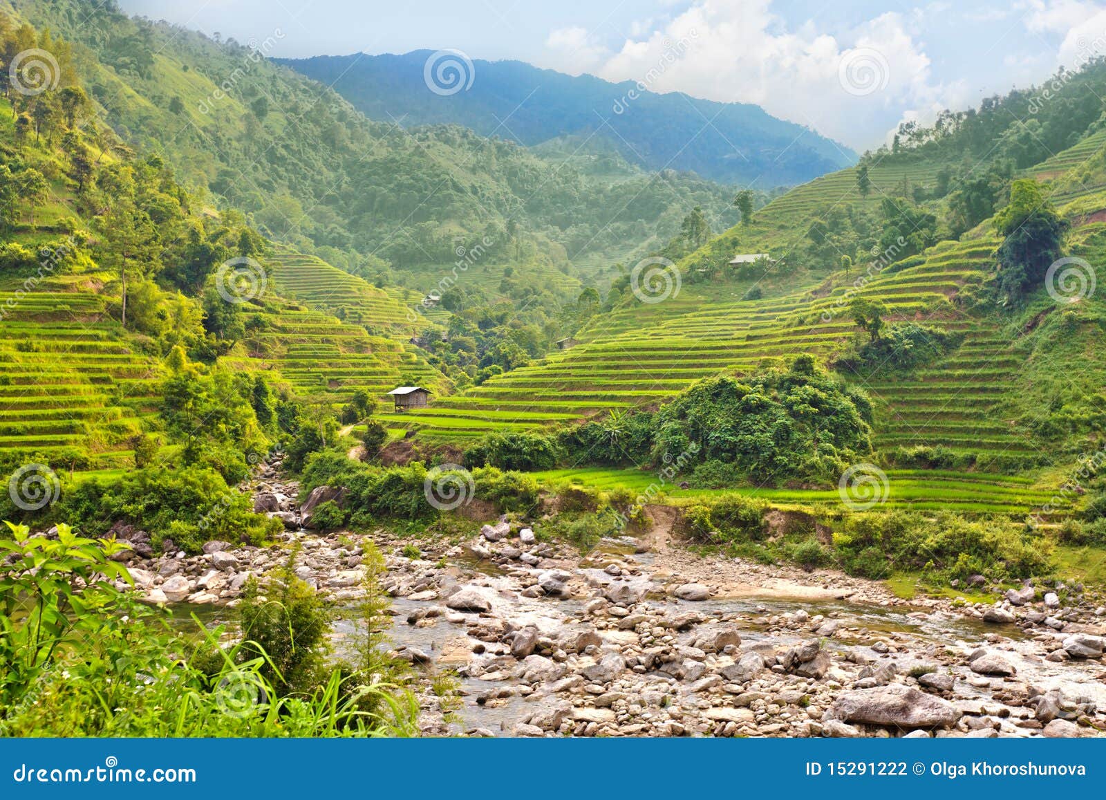 Rice field terraces stock photo. Image of house, agriculture - 15291222