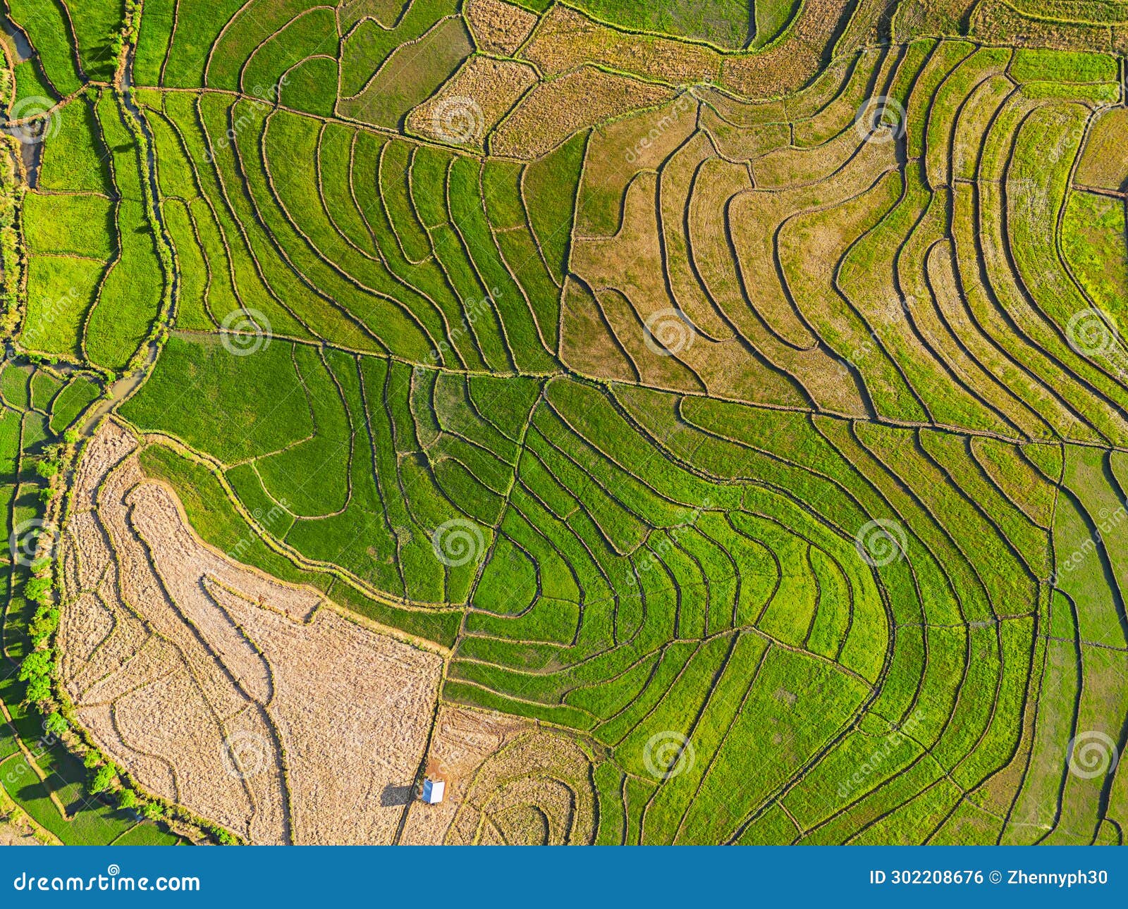 Rice Field Terraces Aerial View Stock Photo - Image of farming ...