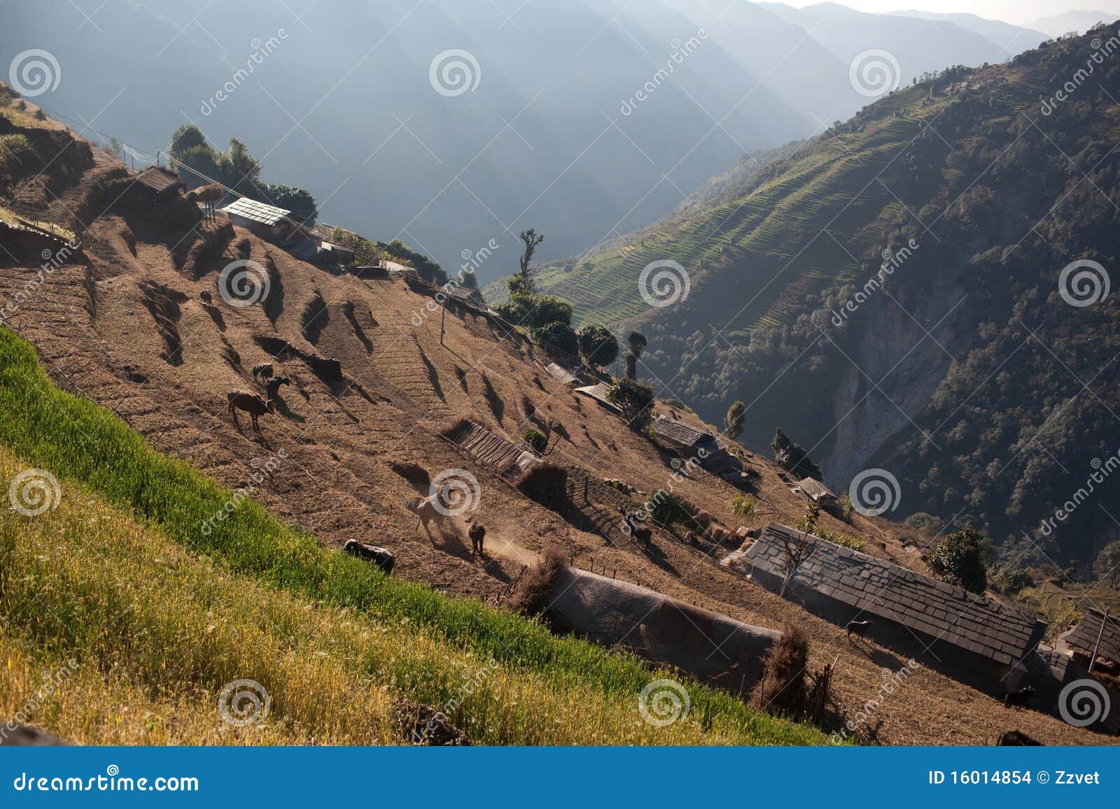 Rice Field Terraces in Central Nepal Stock Photo - Image of natural ...