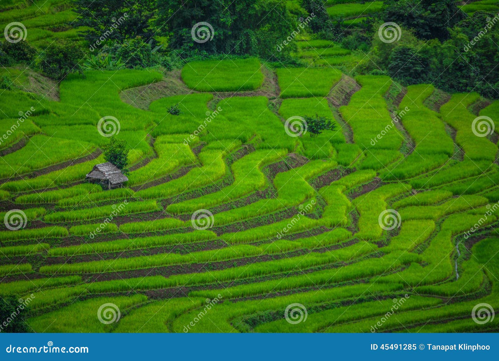 Rice Field Terraces stock image. Image of grain, environment - 45491285