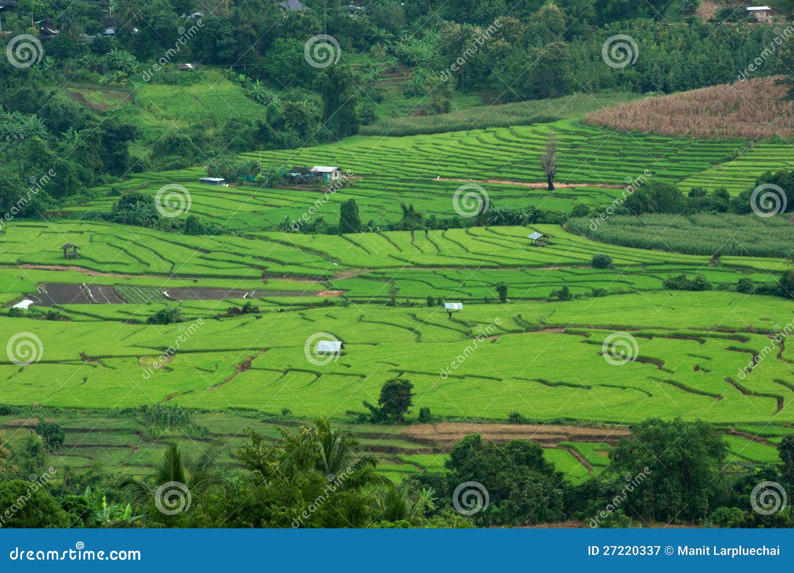 Rice Field Terraces on Mountain . Stock Image - Image of nature ...