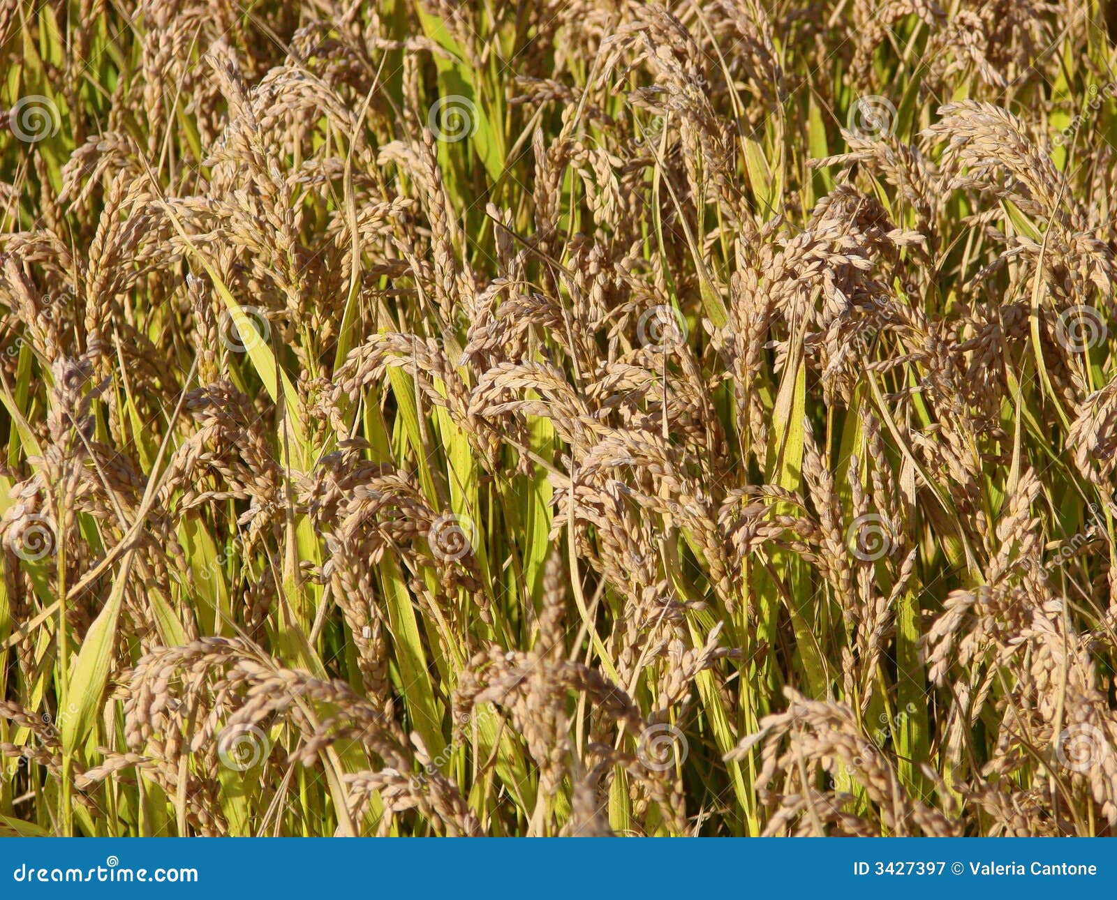 Rice field texture stock image. Image of rice, agriculture - 3427397
