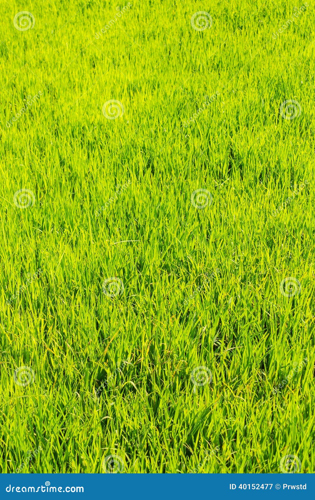Rice field texture stock image. Image of conservation - 40152477