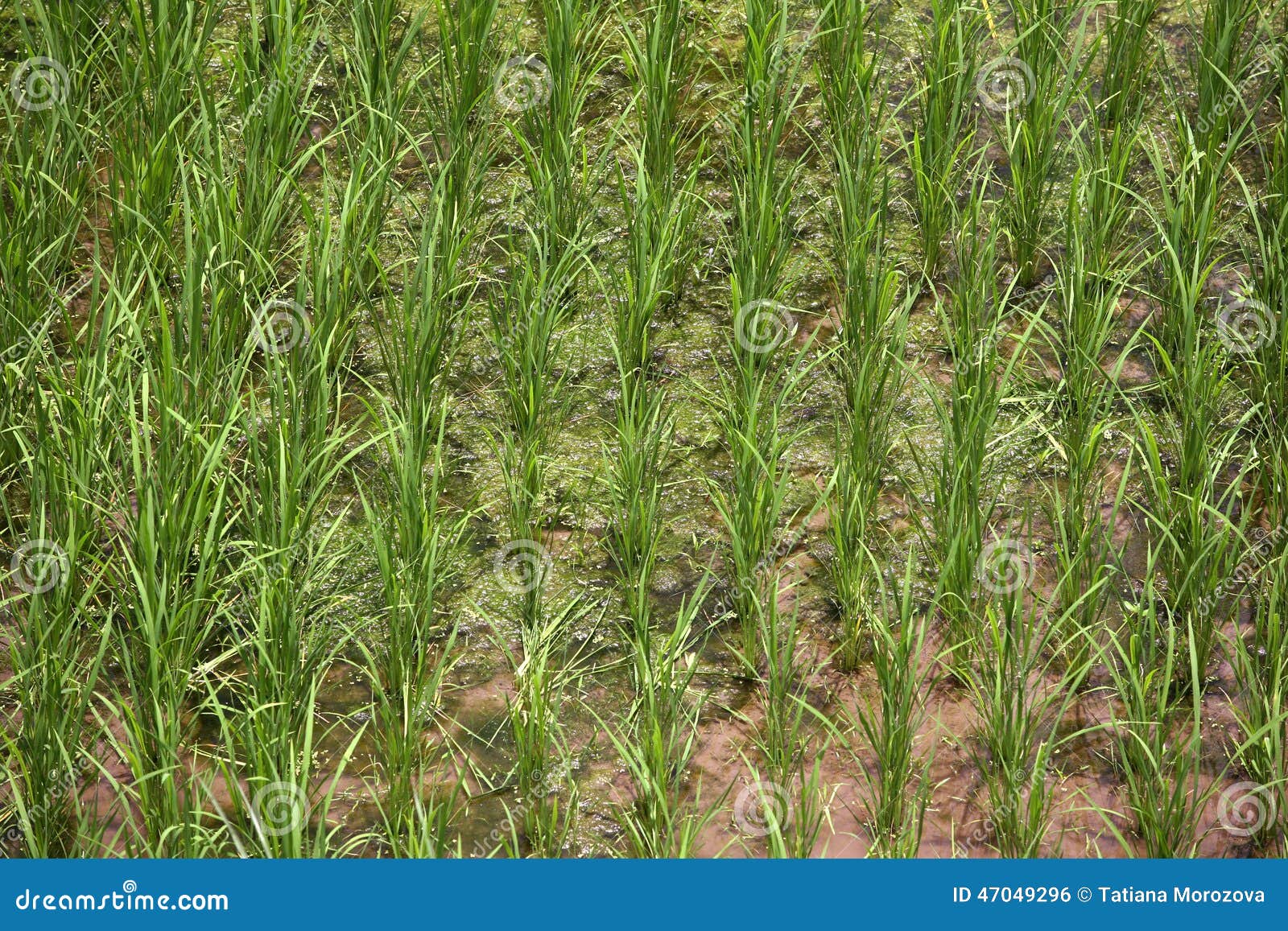 Rice field stock photo. Image of fresh, arable, food - 47049296