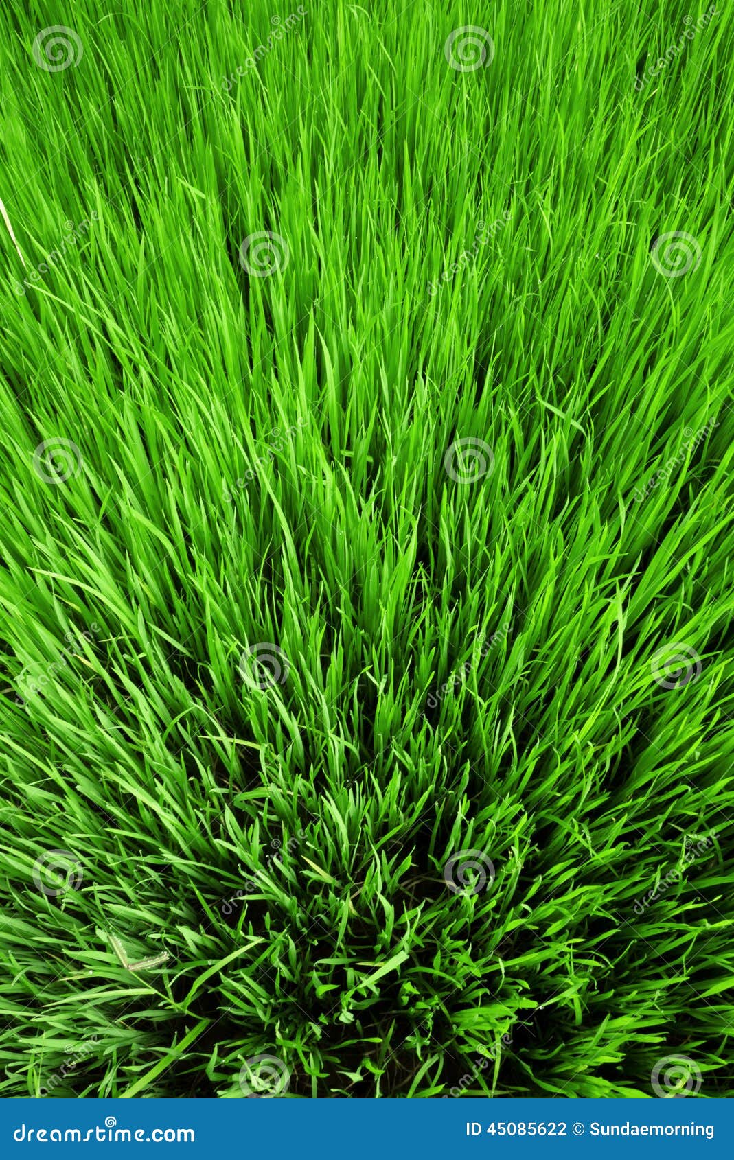 Rice field texture stock photo. Image of field, yound - 45085622