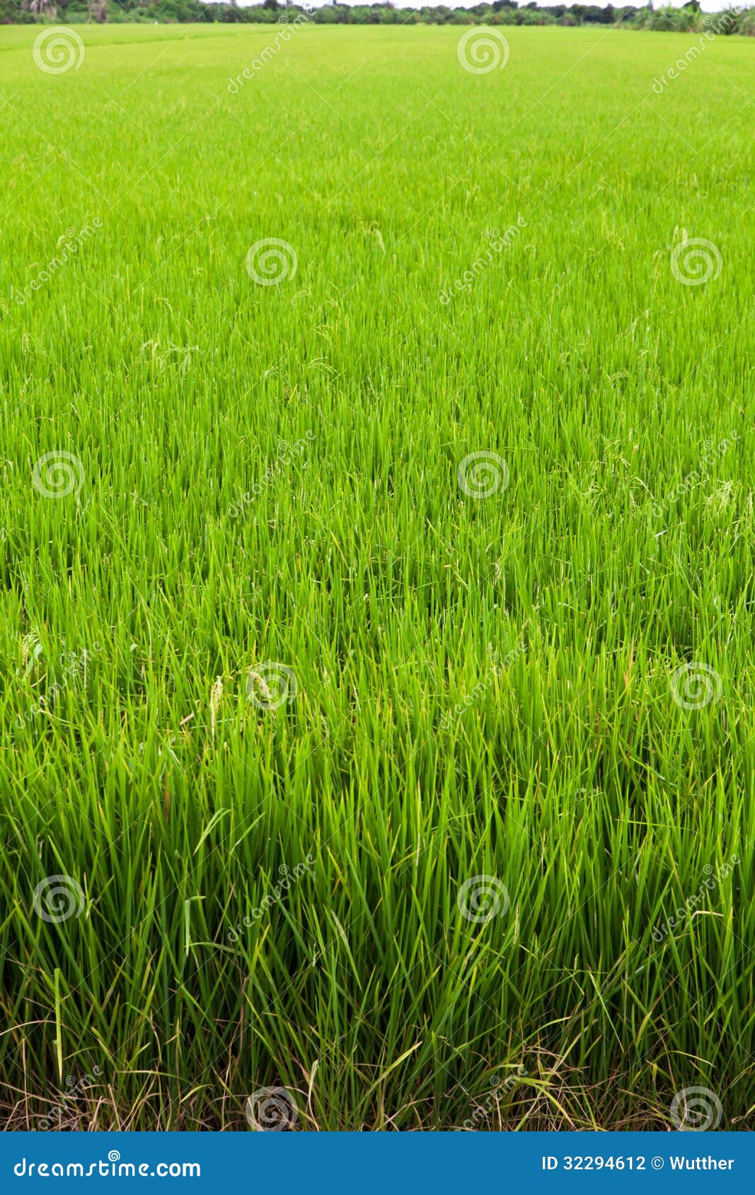 Rice field stock photo. Image of morning, farm, background - 32294612