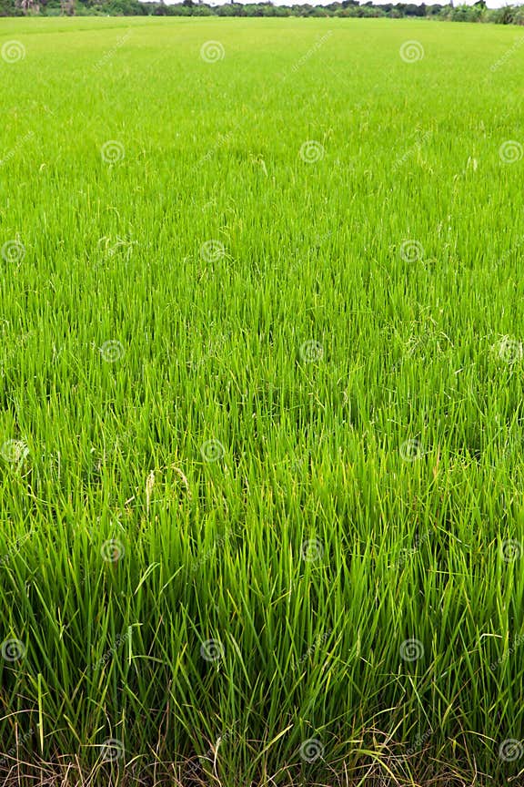 Rice field stock photo. Image of morning, farm, background - 32294612