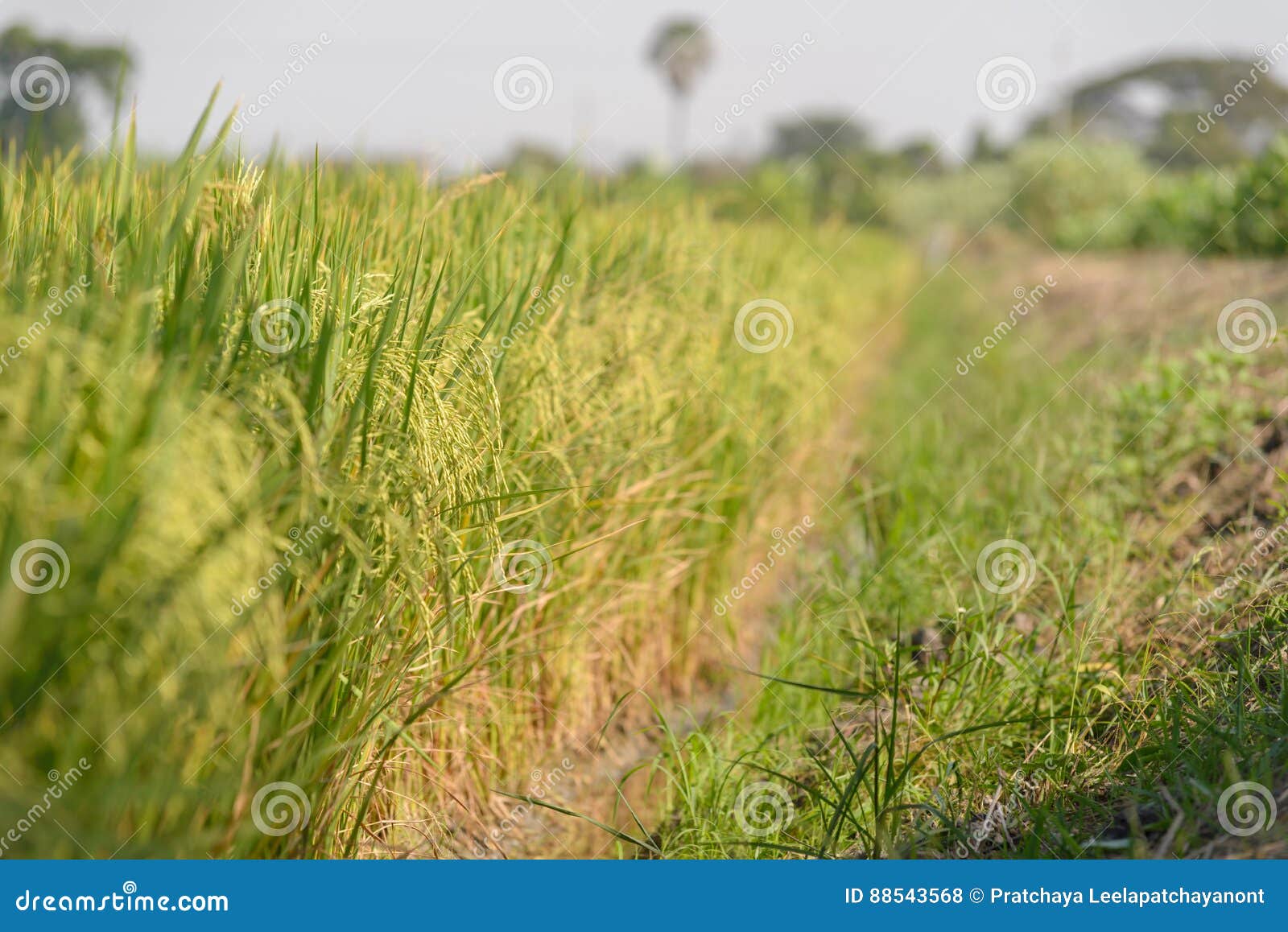 Thai Agriculture - Planting Green Rice In Rows In Rice Fields Royalty ...