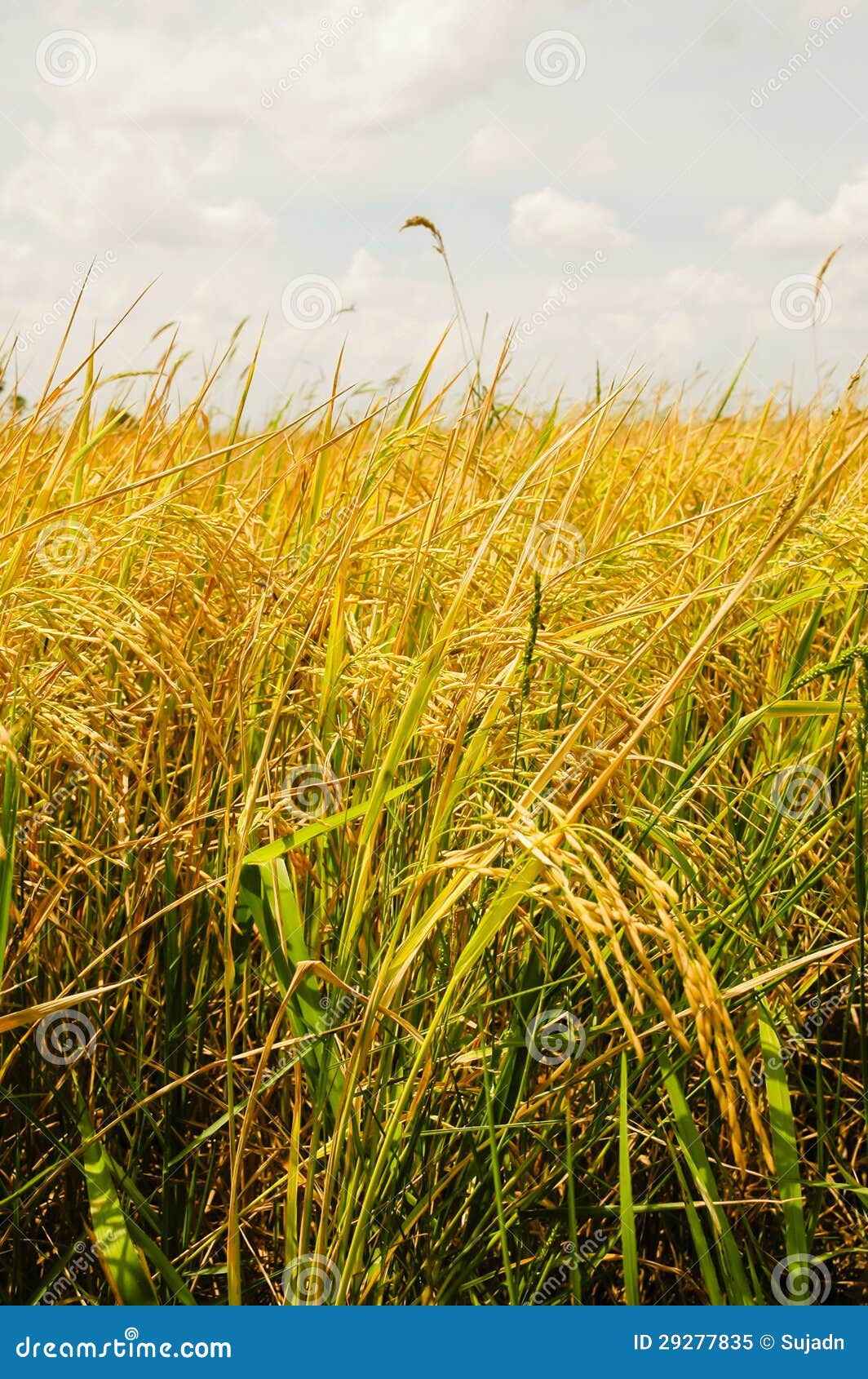 Rice field of thai farmer stock image. Image of landscape - 29277835