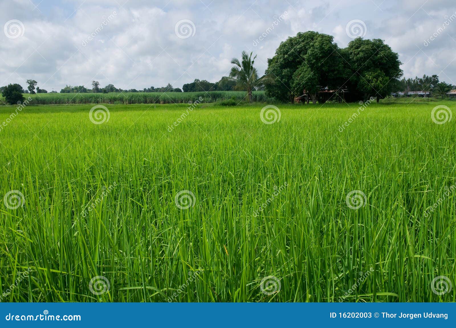 Rice field in Thailand stock image. Image of crop, cultivated - 16202003