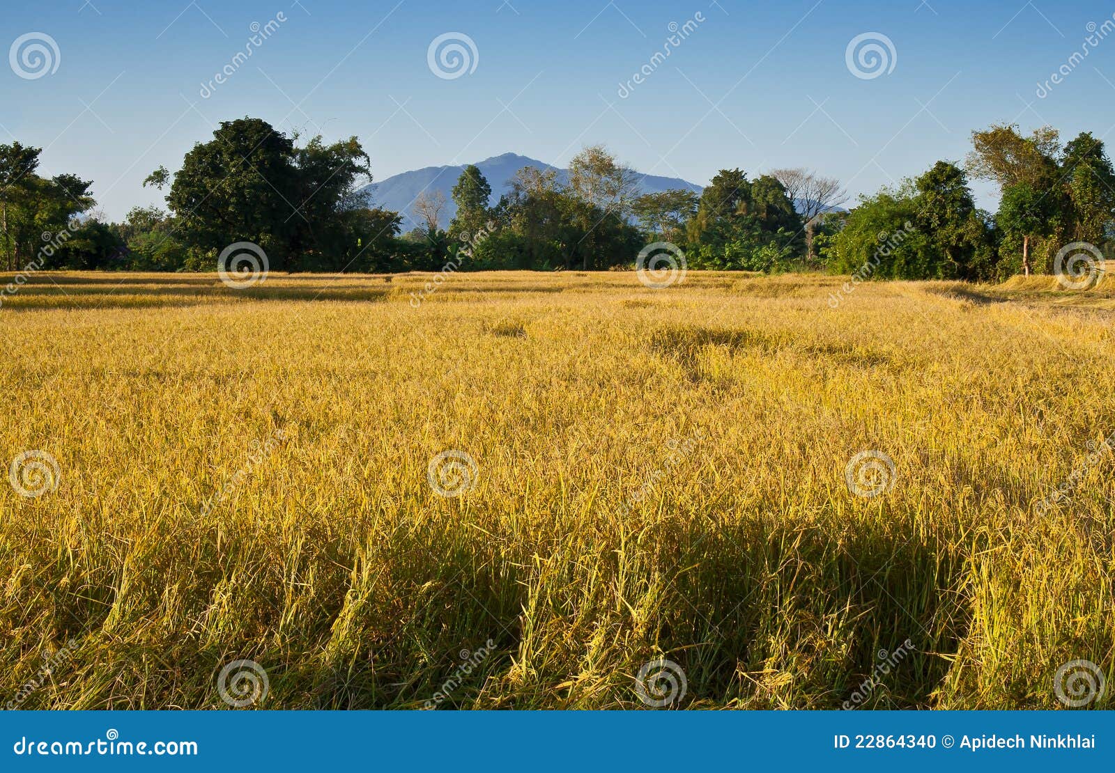 The rice field in Thailand stock photo. Image of immovable - 22864340