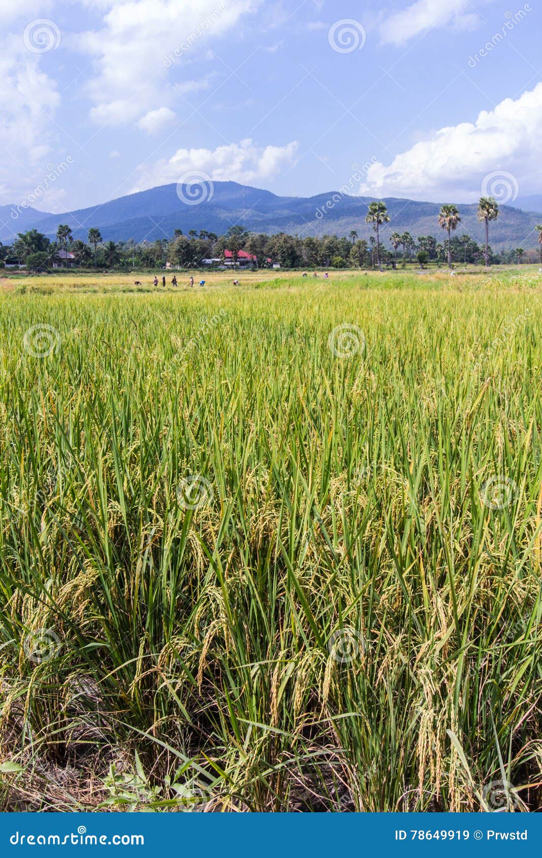 Rice field in thailand stock image. Image of idyllic - 78649919