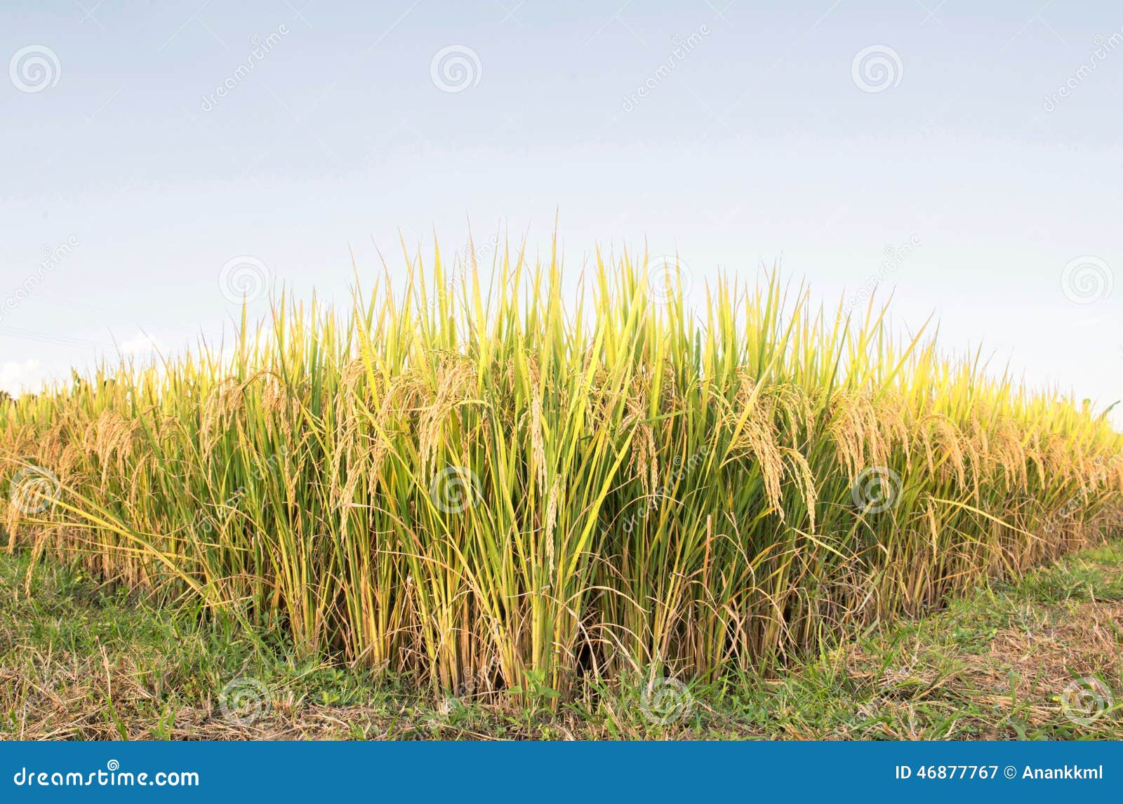 Rice field in thailand stock image. Image of nature, food - 46877767