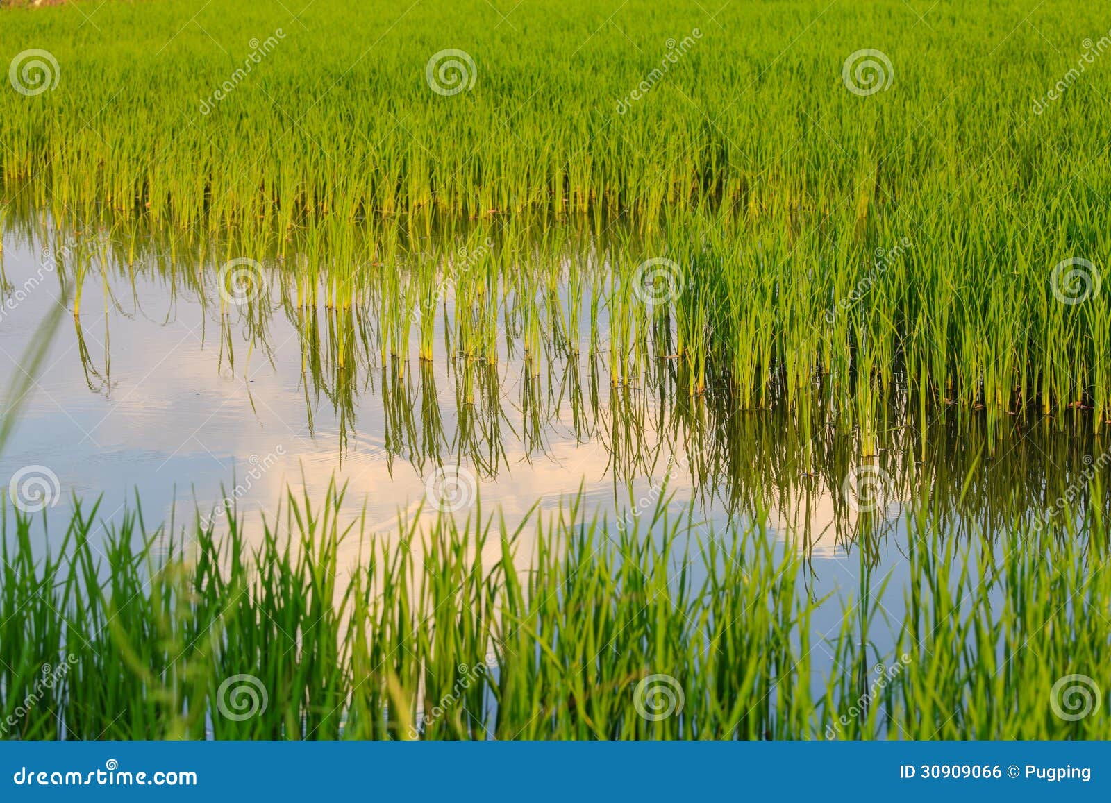 Rice field in Thailand stock photo. Image of urban, thai - 30909066