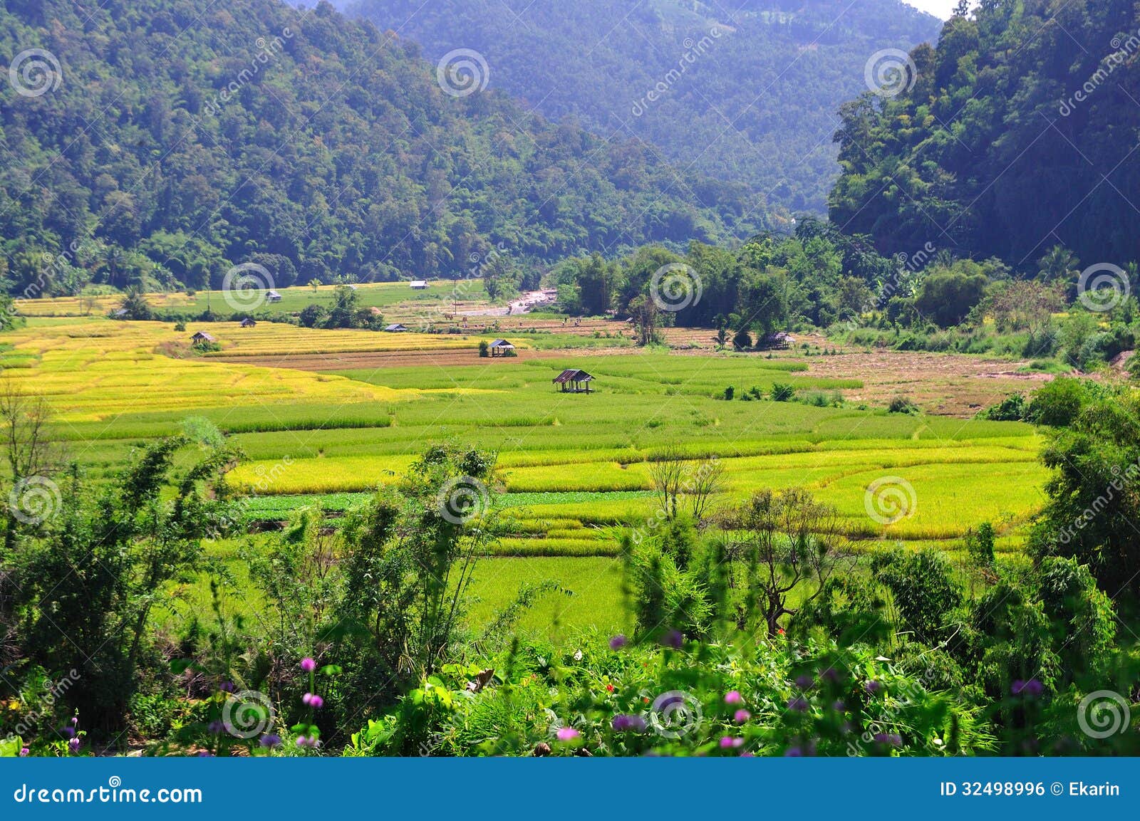 Rice field in Thailand stock photo. Image of land, food - 32498996
