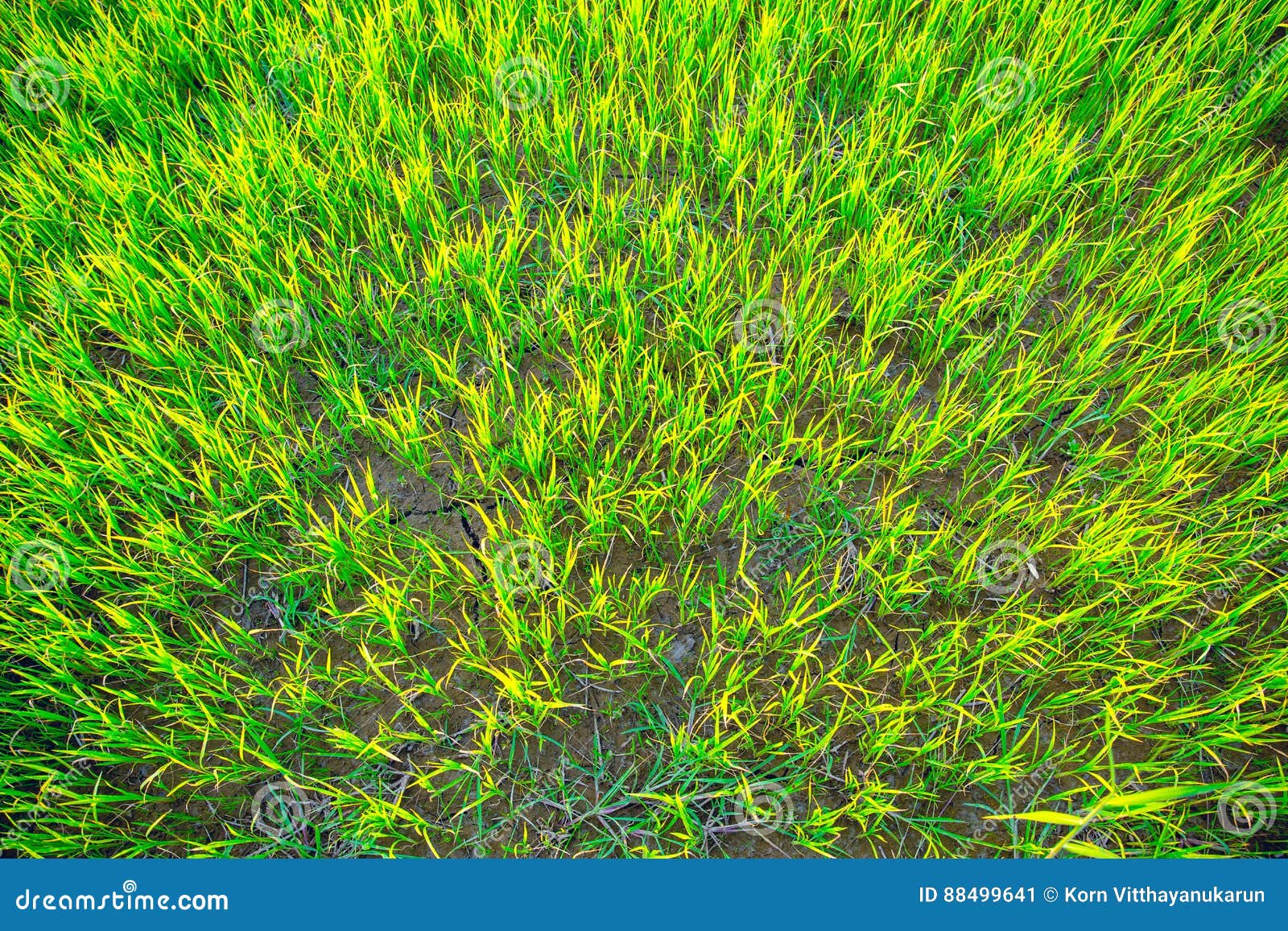 Rice field top view. stock image. Image of fresh, paddy - 88499641
