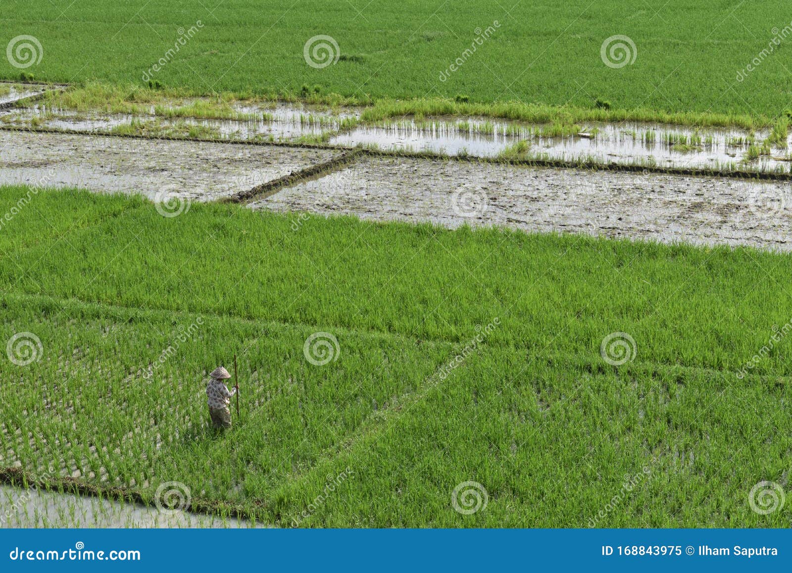 Rice Field from the Top View. Stock Image - Image of closeup, blue ...