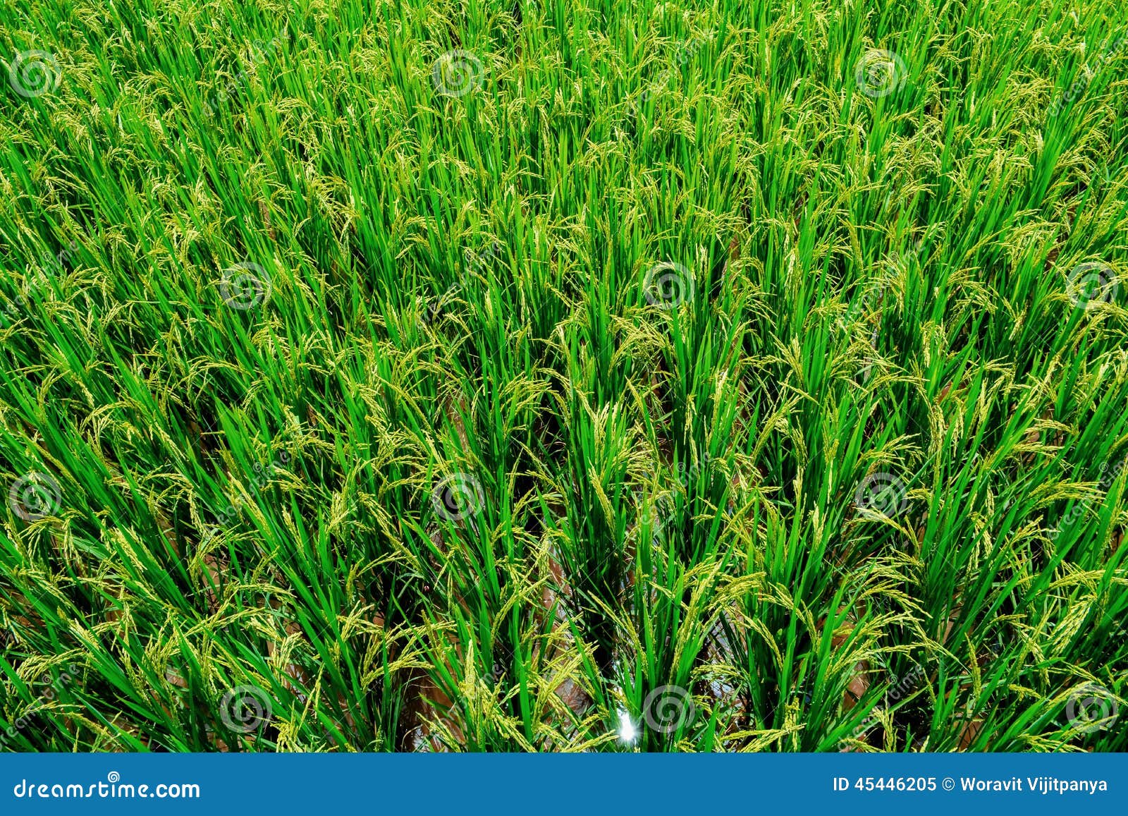 Rice in Field stock image. Image of farmland, landscape - 45446205