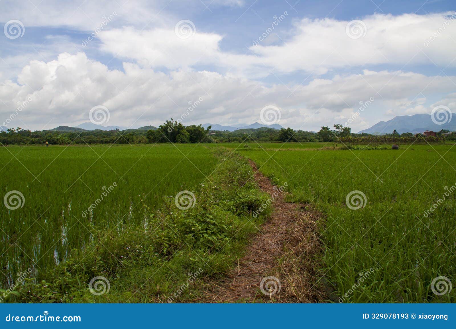 Rice field with trail stock image. Image of landscape - 329078193
