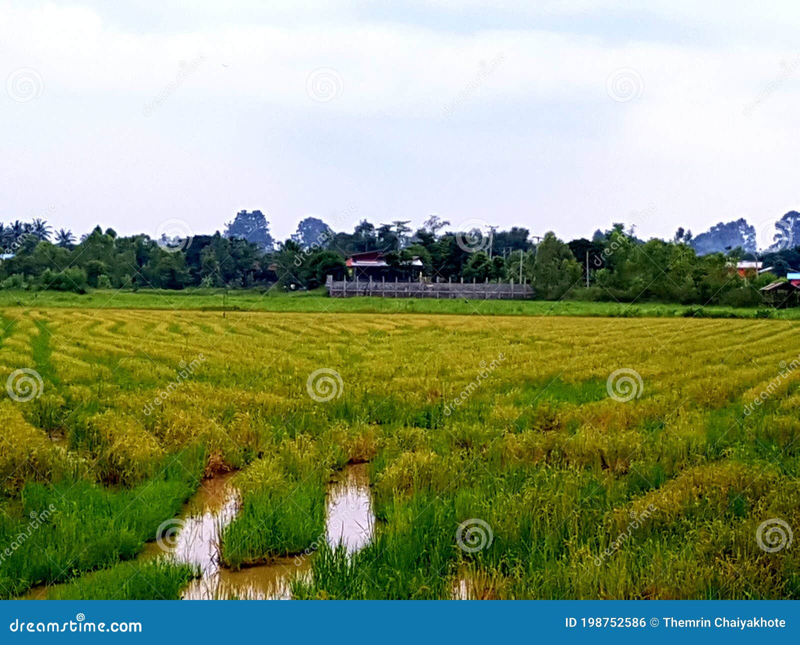 Rice Field with Two Colours of Rice Stock Photo - Image of rice ...