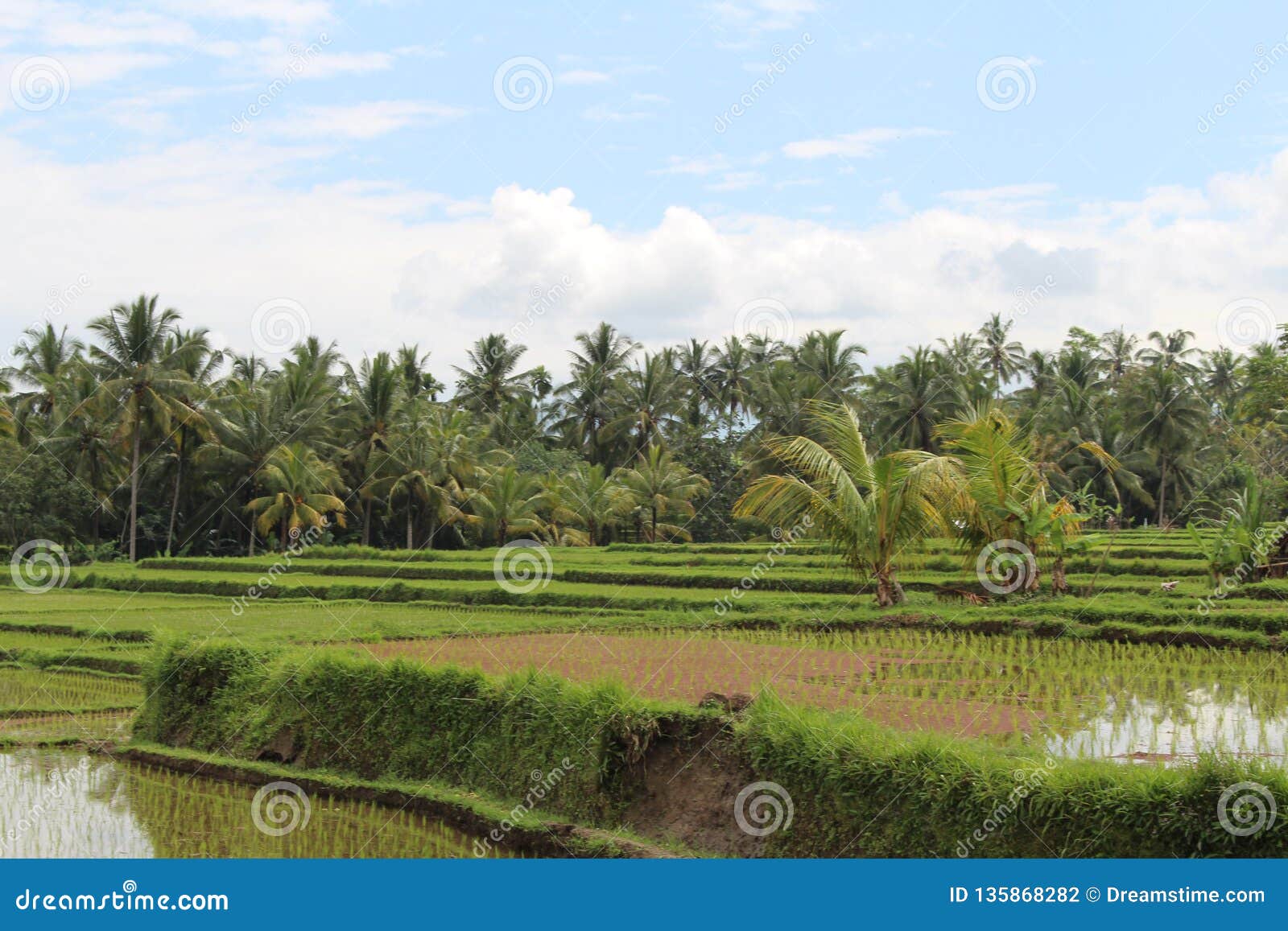 Rice field in Ubud. stock photo. Image of natural, plant - 135868282
