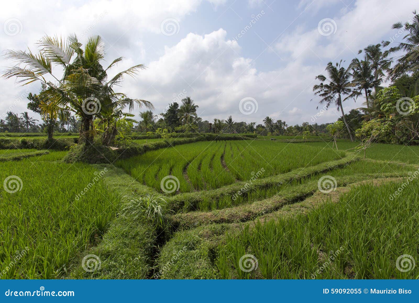 Rice Field in Ubud stock image. Image of grass, tree - 59092055