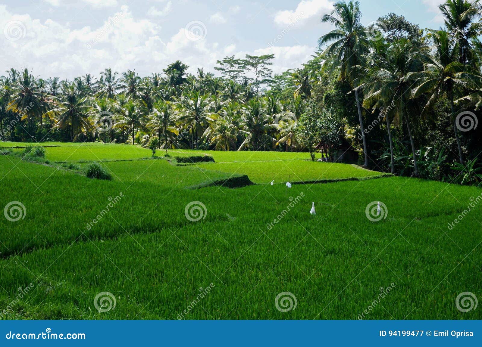 Rice field in Ubud stock image. Image of tree, travel - 94199477