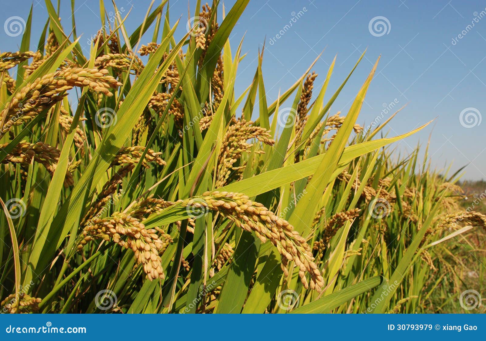 Rice field stock image. Image of rural, brown, farmland - 30793979