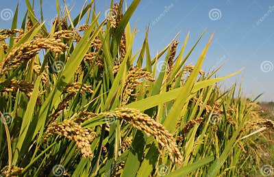 Rice field stock image. Image of rural, brown, farmland - 30793979