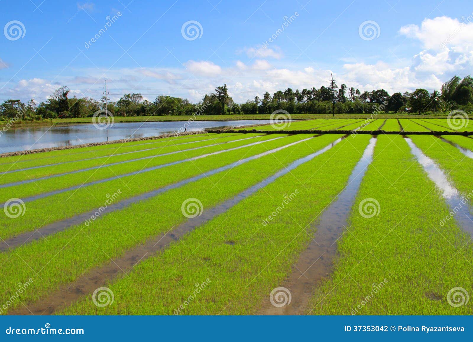 Rice Field Under the Blue Sky Stock Photo - Image of irrigationseed ...