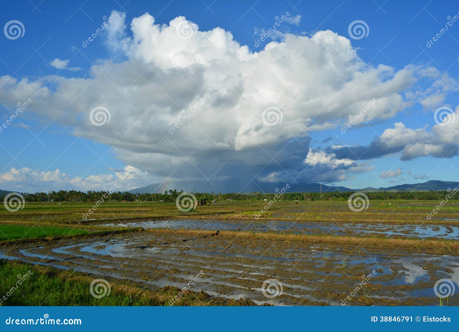Rice Field Under Cloudy Blue Sky Stock Image - Image of natural ...