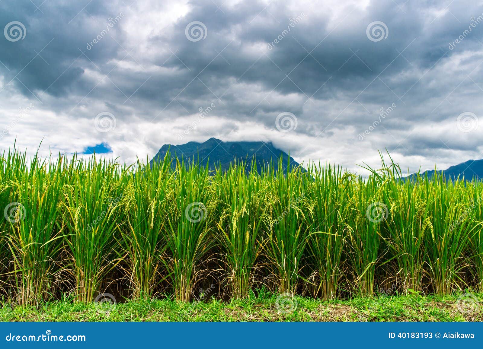 Rice Field Under Cloudy Sky Stock Image - Image of rainbow, mountain ...