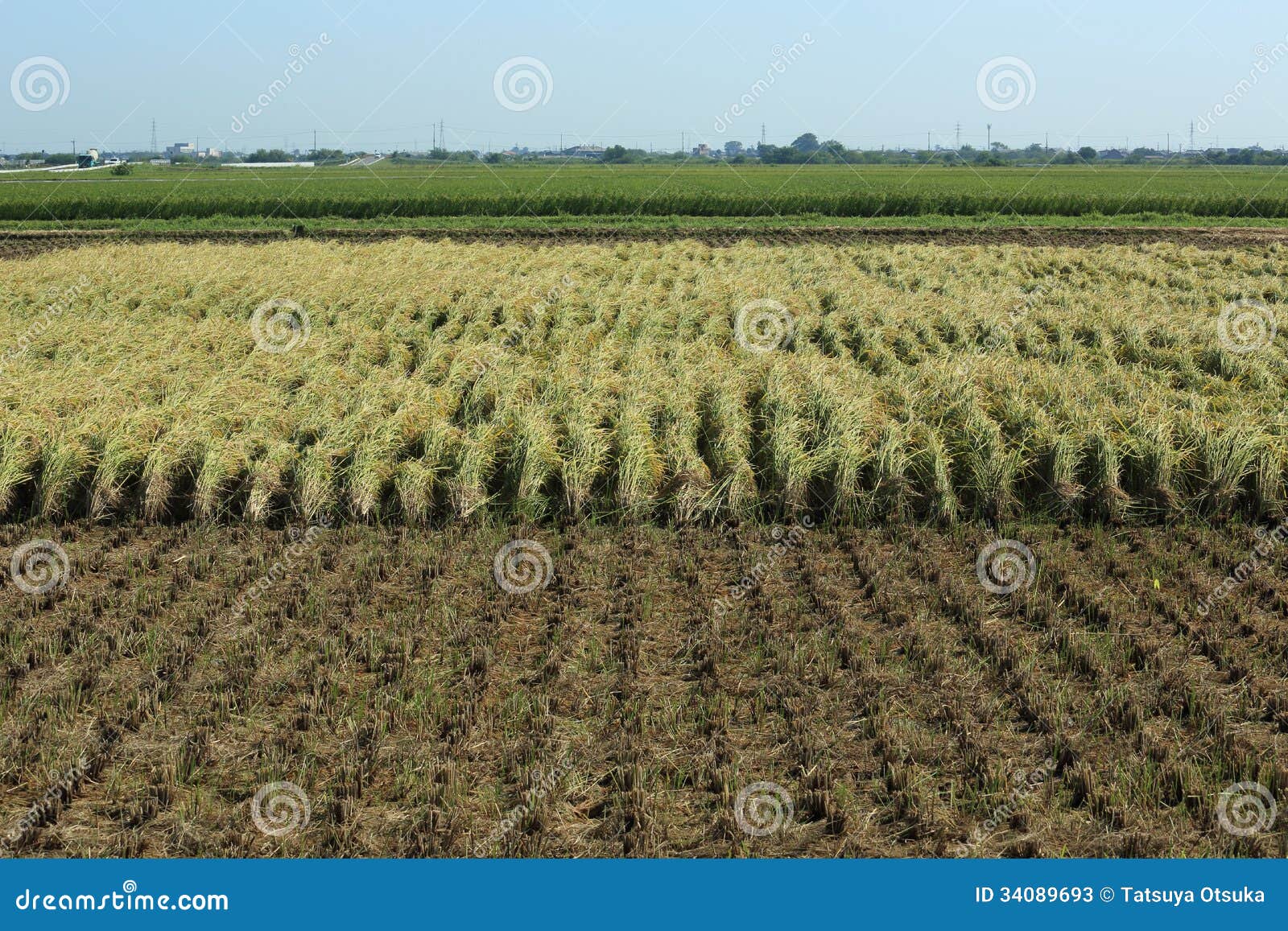The Rice Field Under Harvesting Stock Image - Image of reaping ...