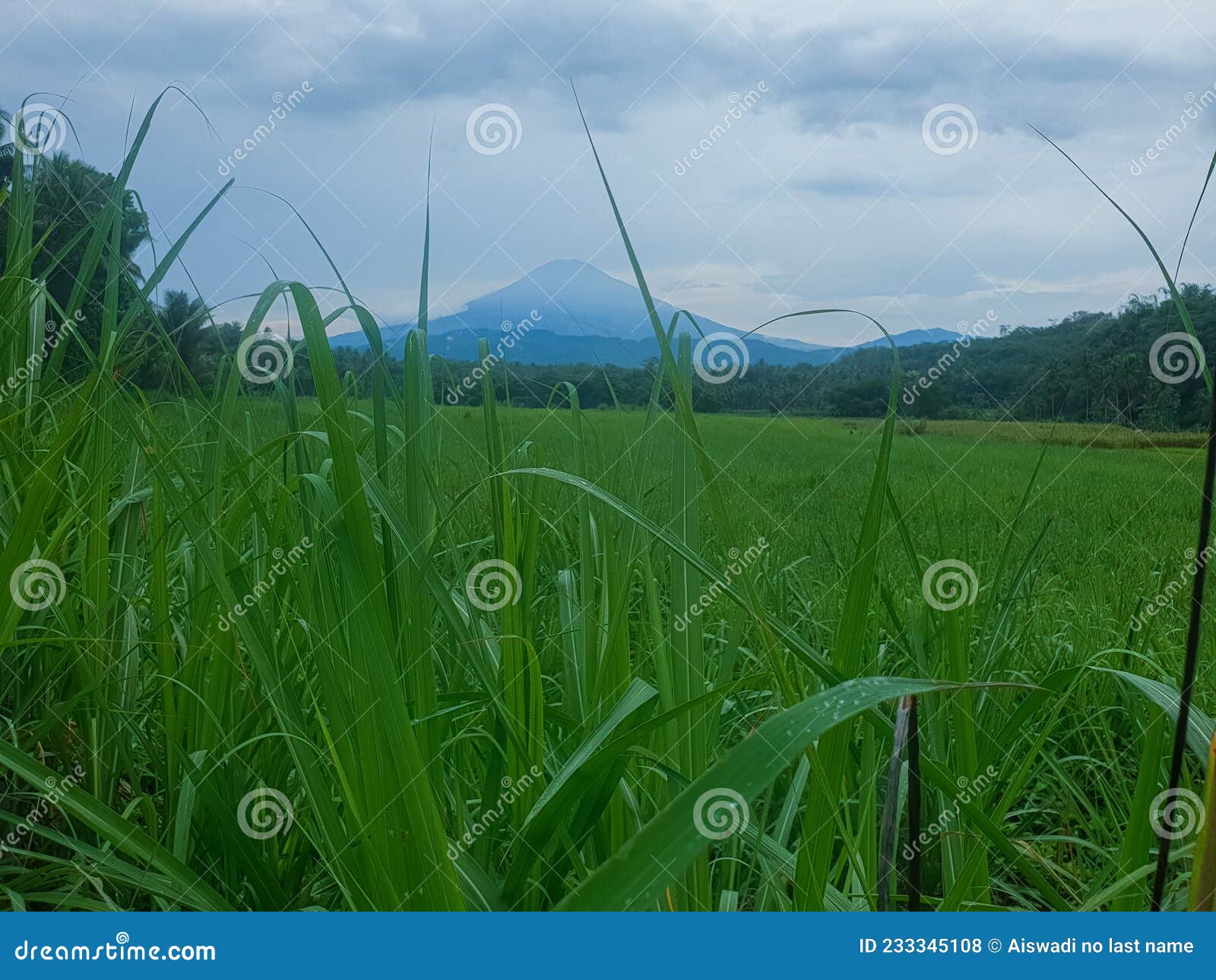 Rice Field Under the Mountain Stock Photo - Image of stone, soil: 233345108