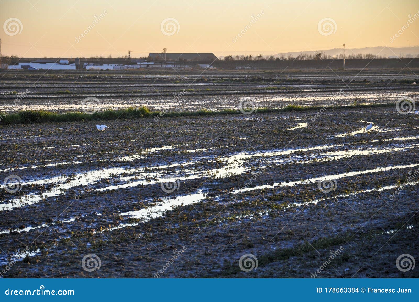 Rice field in Valencia stock photo. Image of agriculturalist - 178063384