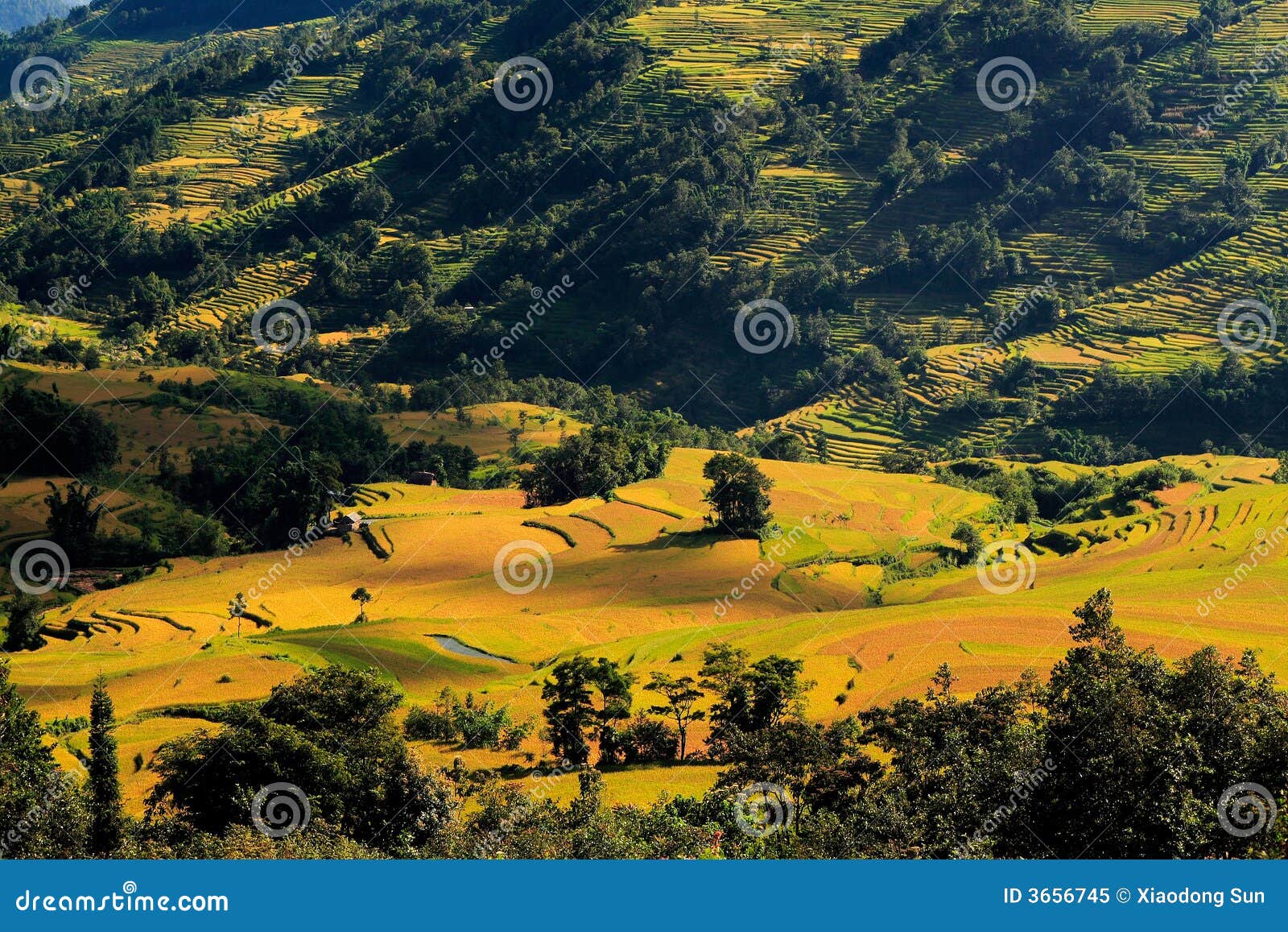Rice field in the valley stock image. Image of foggy, water - 3656745