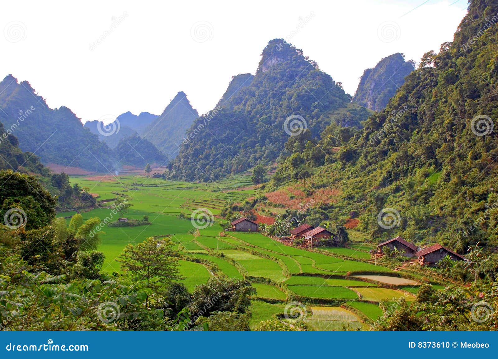 Rice Field on the Valley in Asia Stock Photo - Image of buffalo, house ...