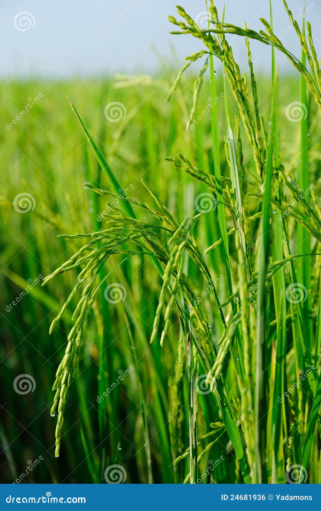 Rice field vertical scene stock photo. Image of plant - 24681936