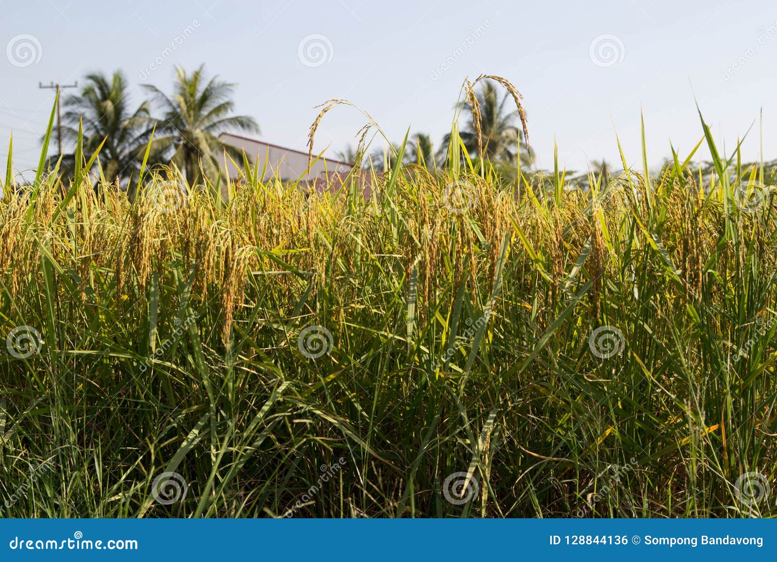 Rice fields stock photo. Image of field, vientiane, fields - 128844136