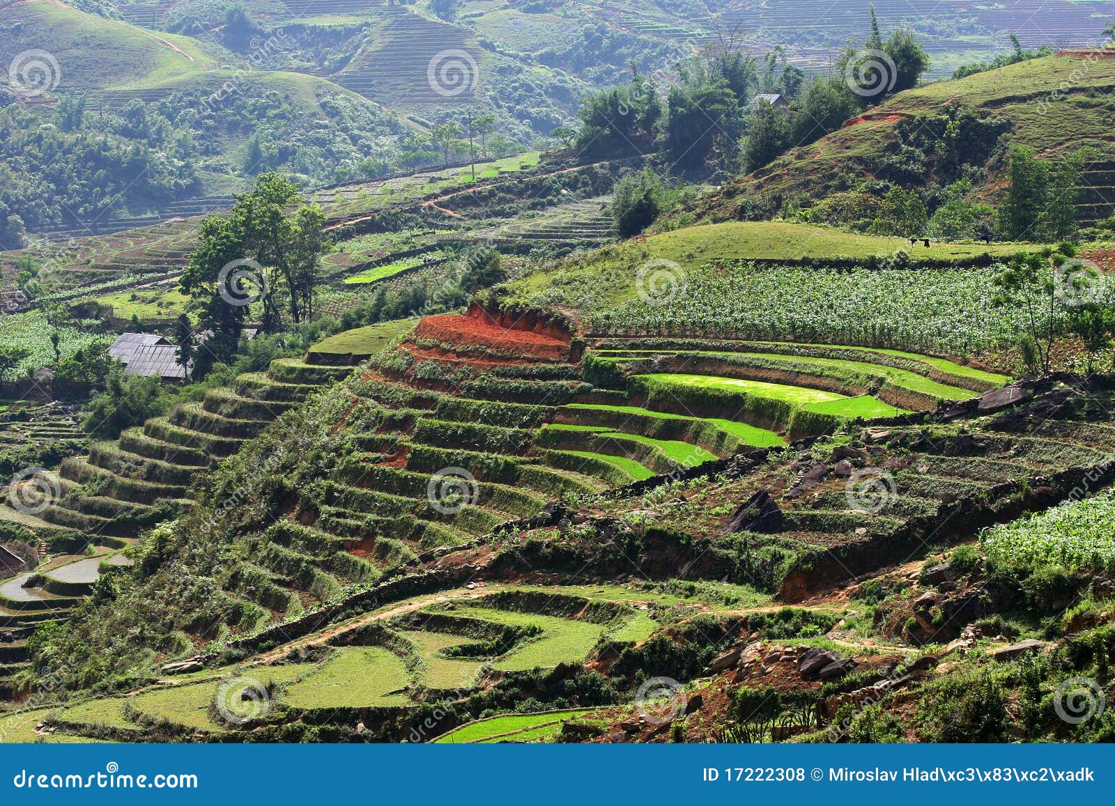 Rice field in Vietnam stock photo. Image of homestead - 17222308
