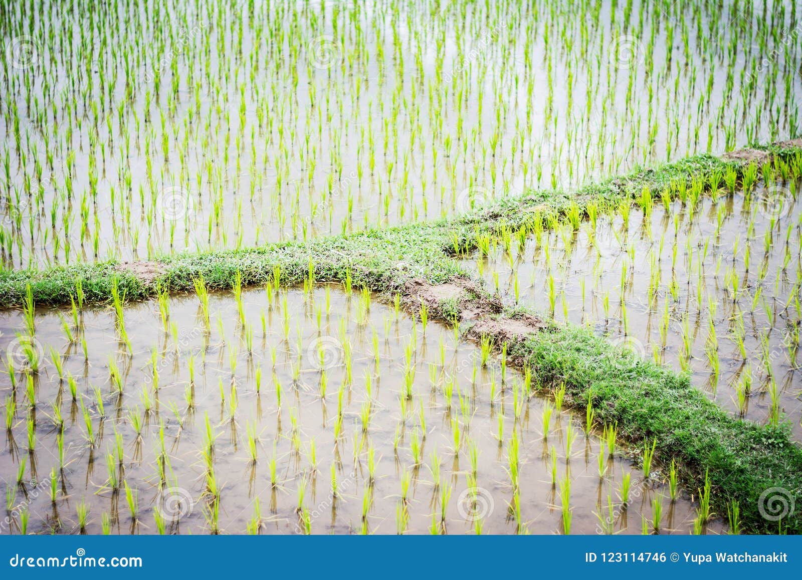 Rice in rice field stock photo. Image of beautiful, summer - 123114746