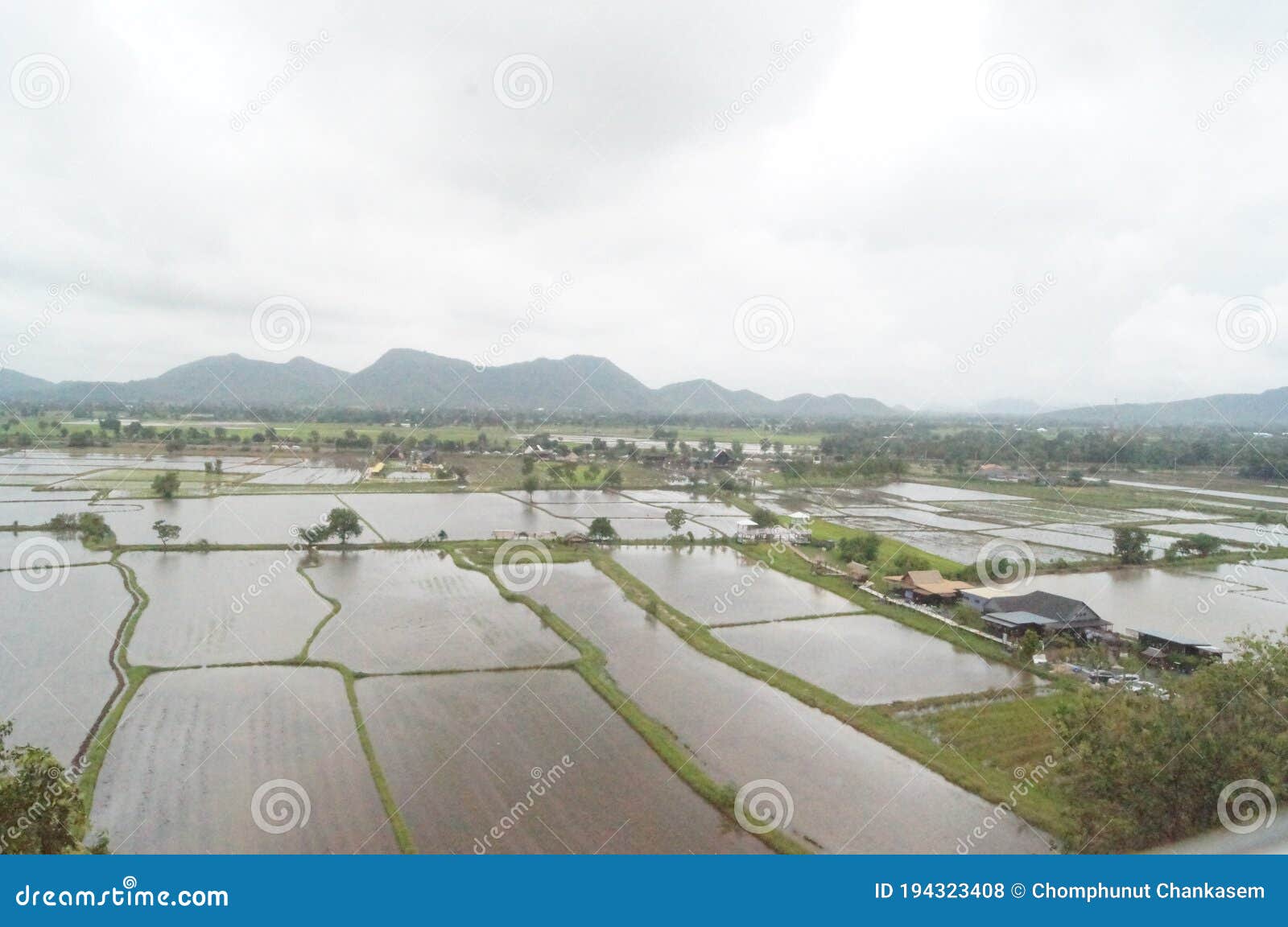 Rice field view stock photo. Image of rice, landscape - 194323408