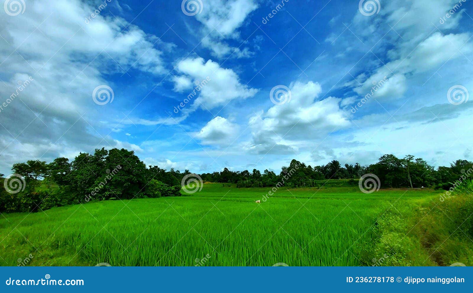 Rice field view stock photo. Image of landscape, grassland - 236278178