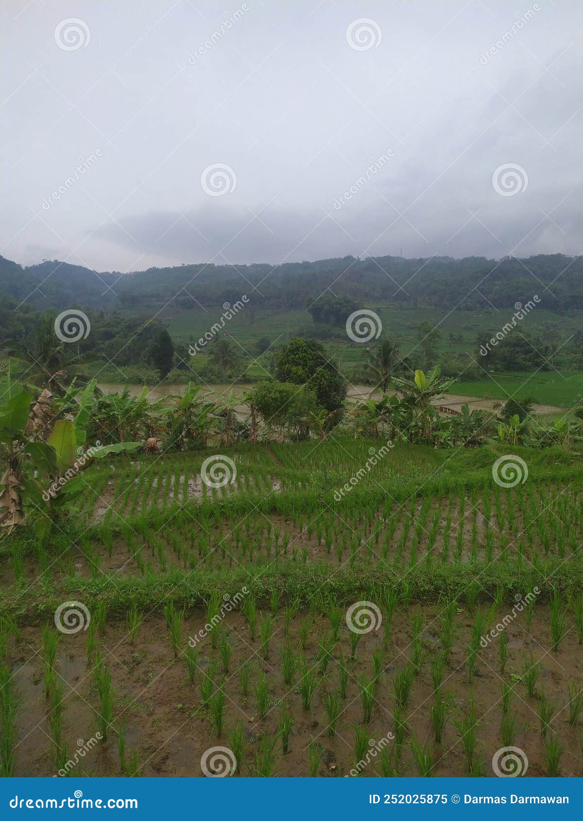 Rice field view stock image. Image of view, soil, water - 252025875