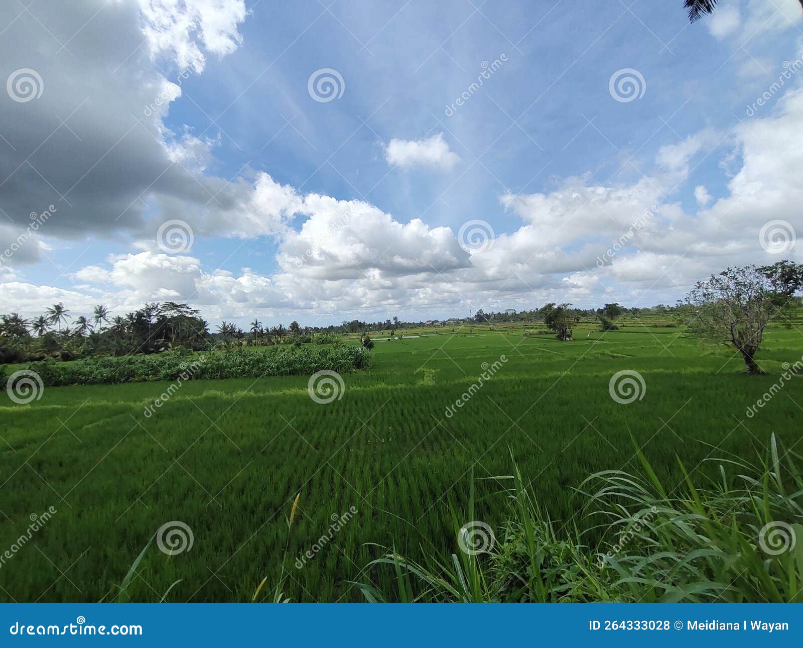 Rice field view sky cloudy stock photo. Image of farm - 264333028