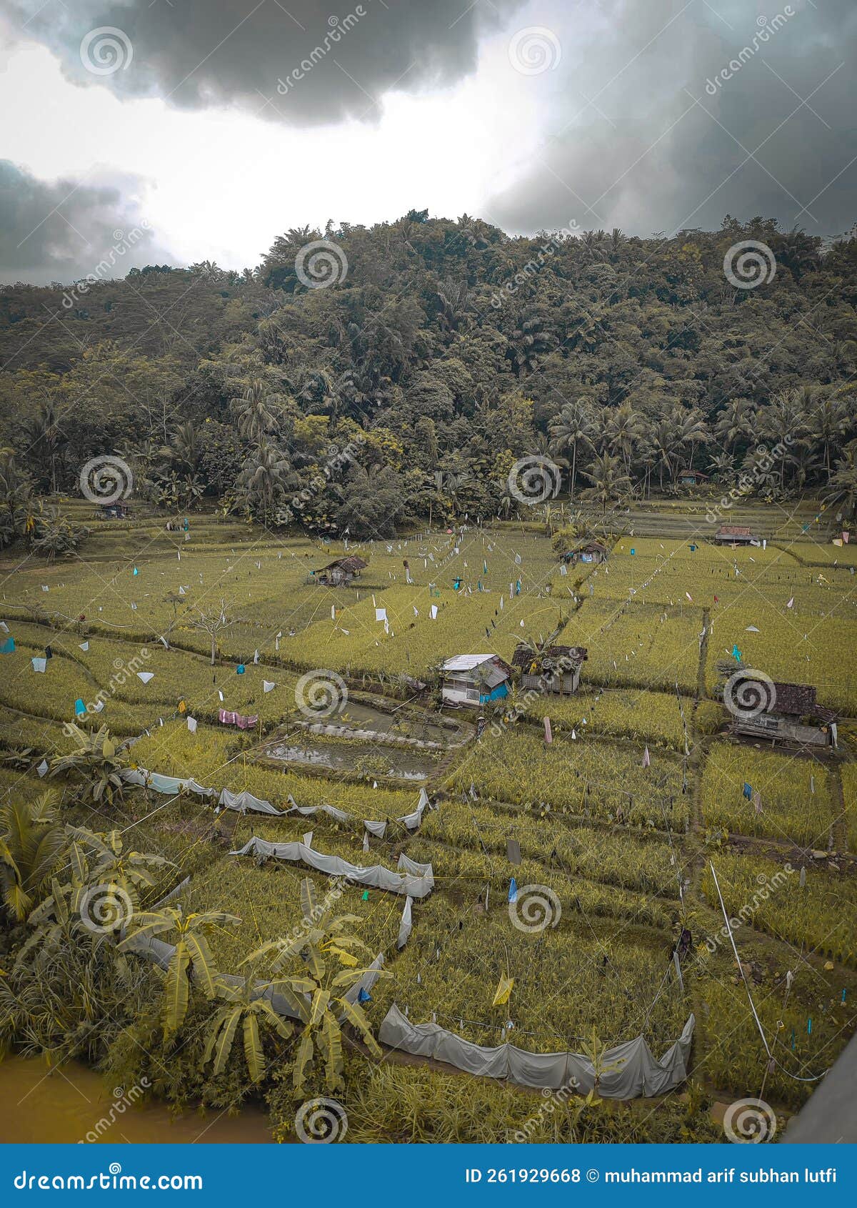 Rice Field View from Above in the Morning Stock Photo - Image of view ...